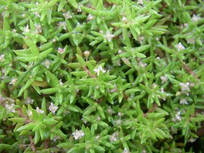 New Zealand pygmyweed / Australian swamp stonecrop | Norfolk Non-native ...